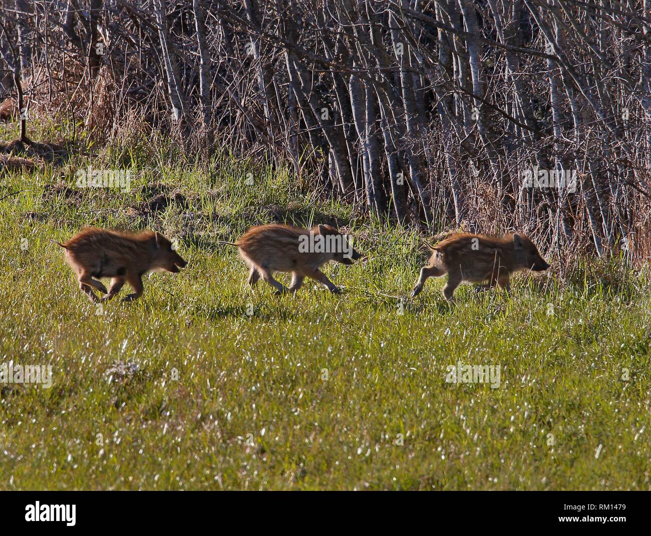 Living wild boar hi-res stock photography and images - Alamy