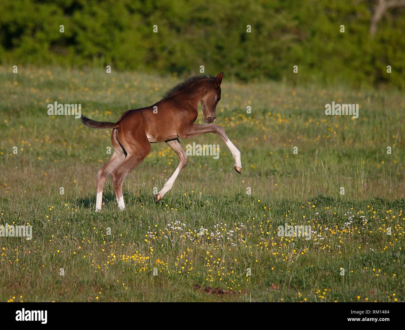 Foal jump hi-res stock photography and images - Alamy