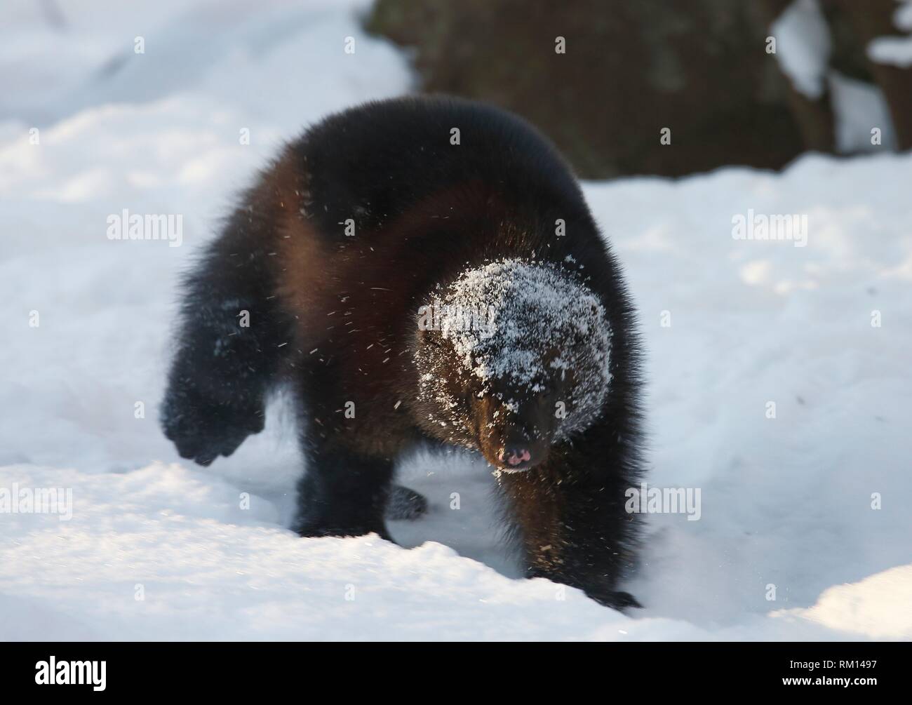 Wolverine Gulo Gulo High Resolution Stock Photography and Images - Alamy
