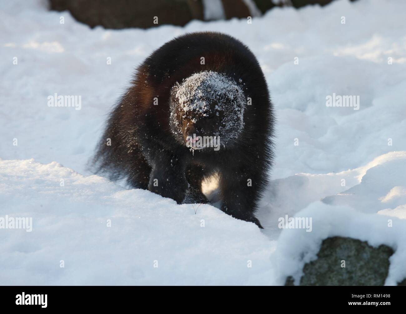 Gulo gulo hi-res stock photography and images - Alamy