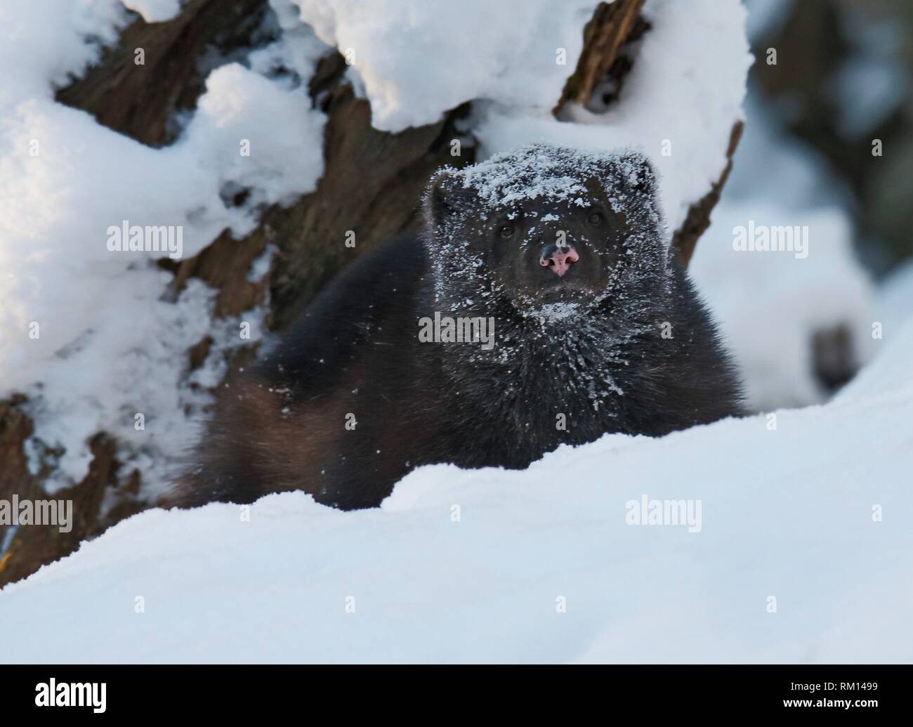 Wolverine gulo gulo hi-res stock photography and images - Alamy