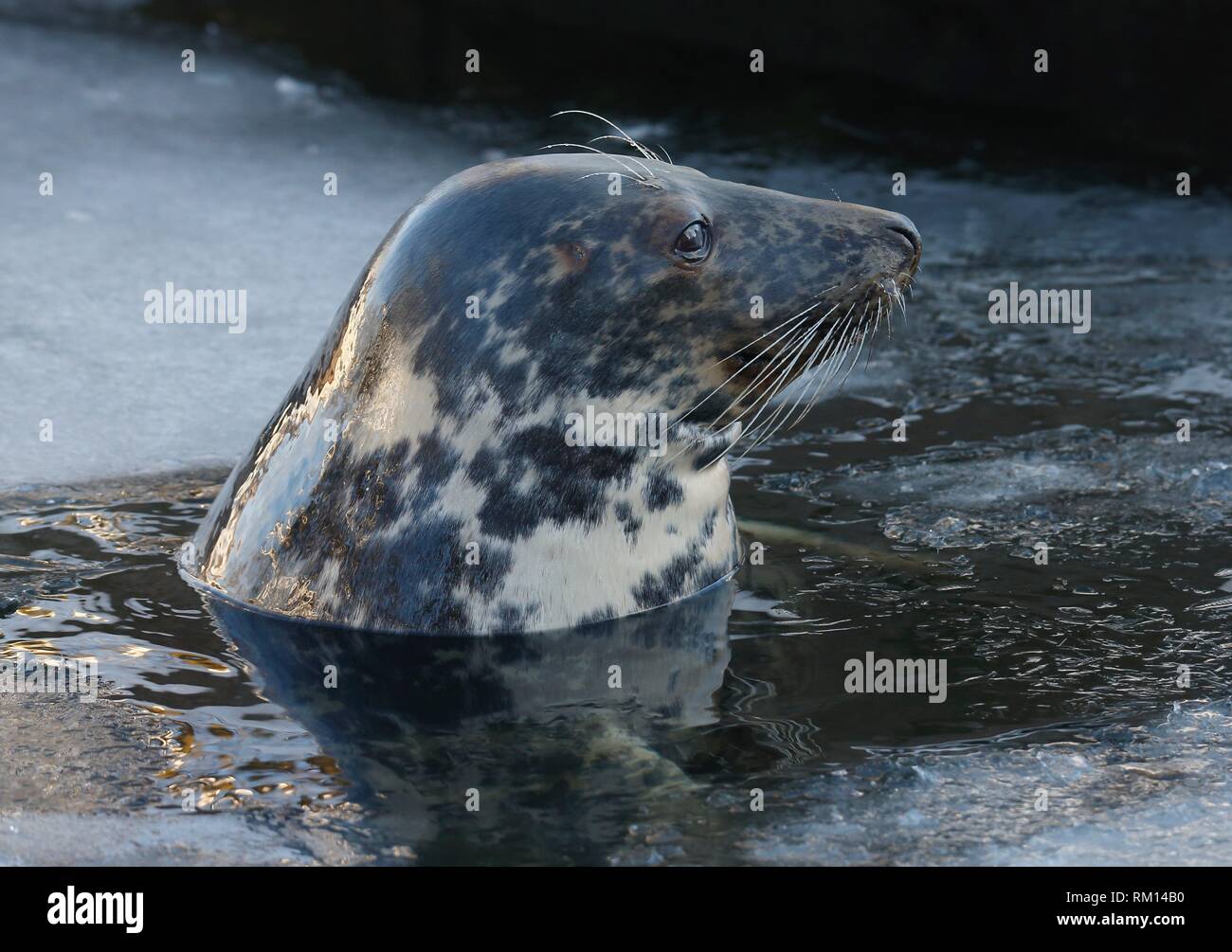 Baltic sea color hi-res stock photography and images - Alamy