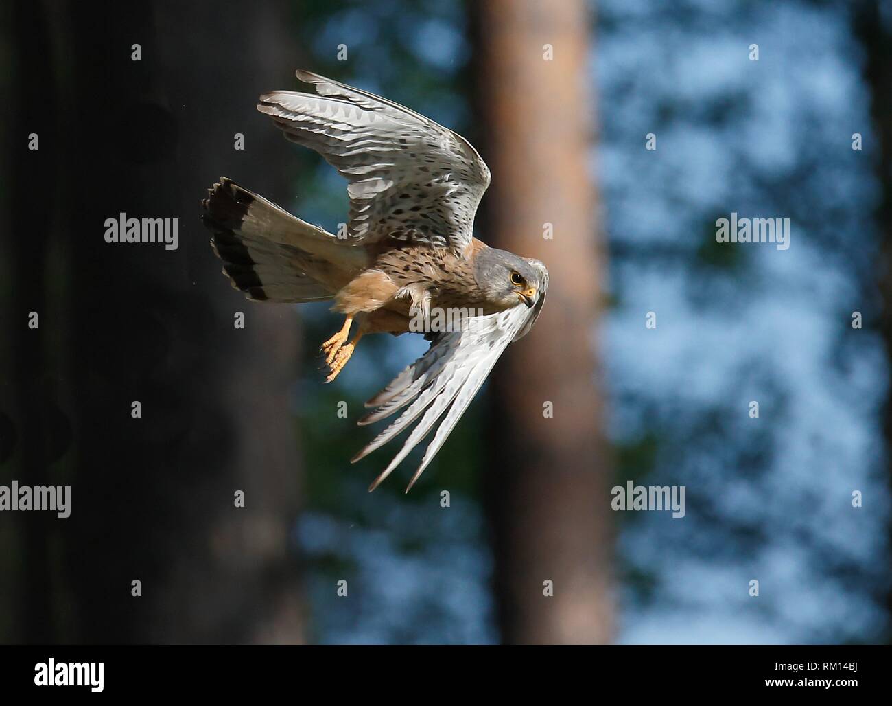 Flying kestrel hi-res stock photography and images - Alamy