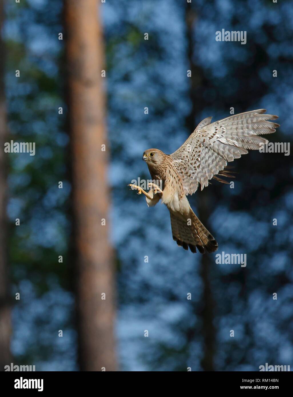 Flying kestrel hi-res stock photography and images - Alamy