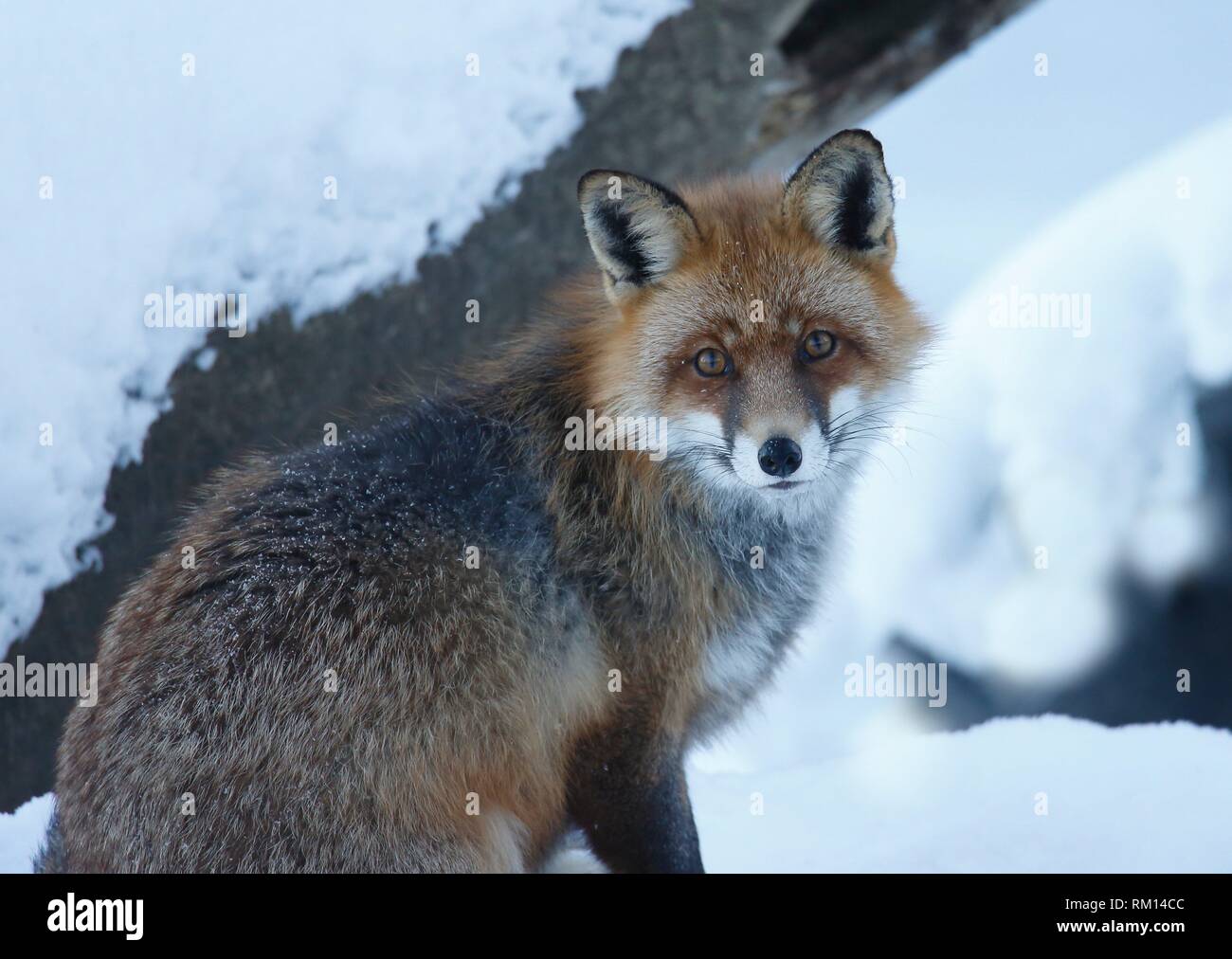 Stockholm Sweden Snow High Resolution Stock Photography and Images - Alamy