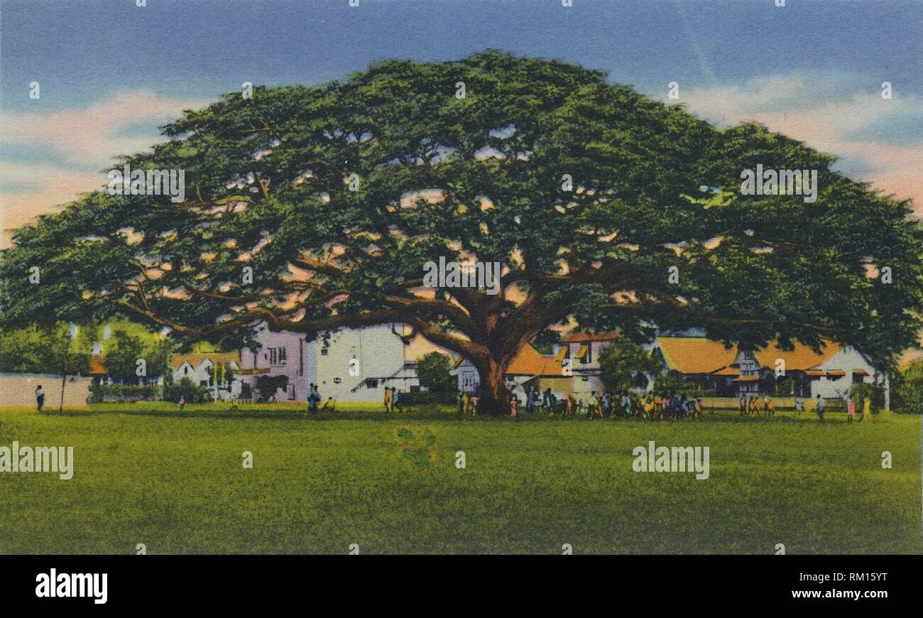 'Spreading Samoan Tree, Trinidad, B.W.I.', c1940s. Creator: Unknown ...