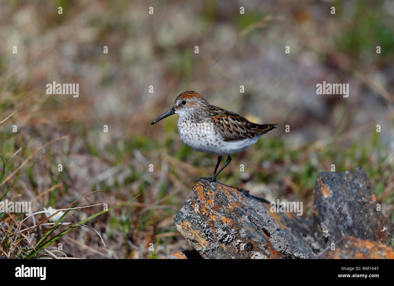Western Sandpiper - Barrow, Alaska, USA Stock Photo - Alamy