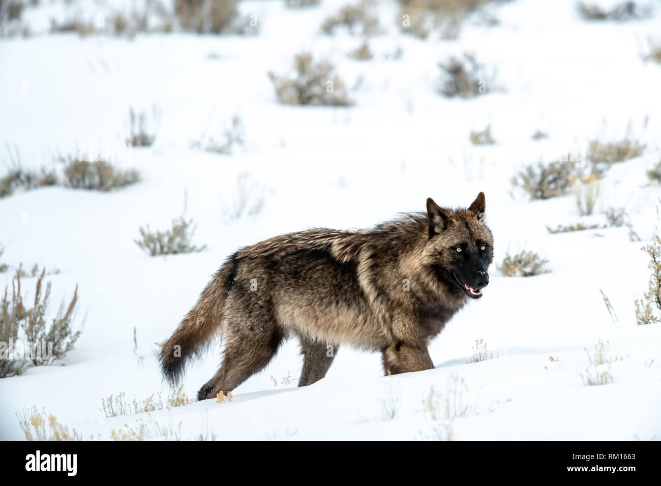 Gray wolf (Canis lupus) in Yellowstone National Park, USA Stock Photo ...