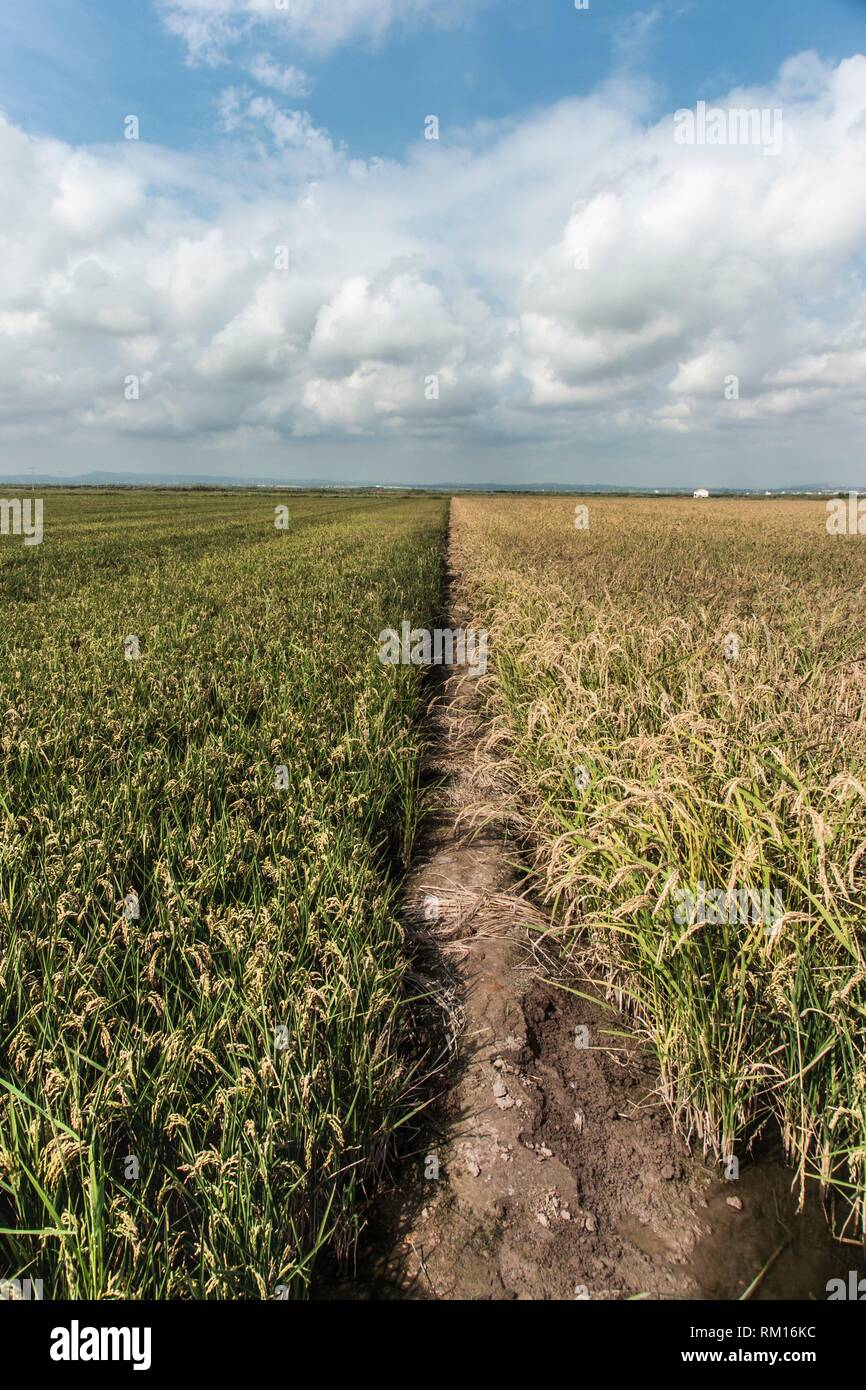 Harvest of rice spain hi-res stock photography and images - Alamy