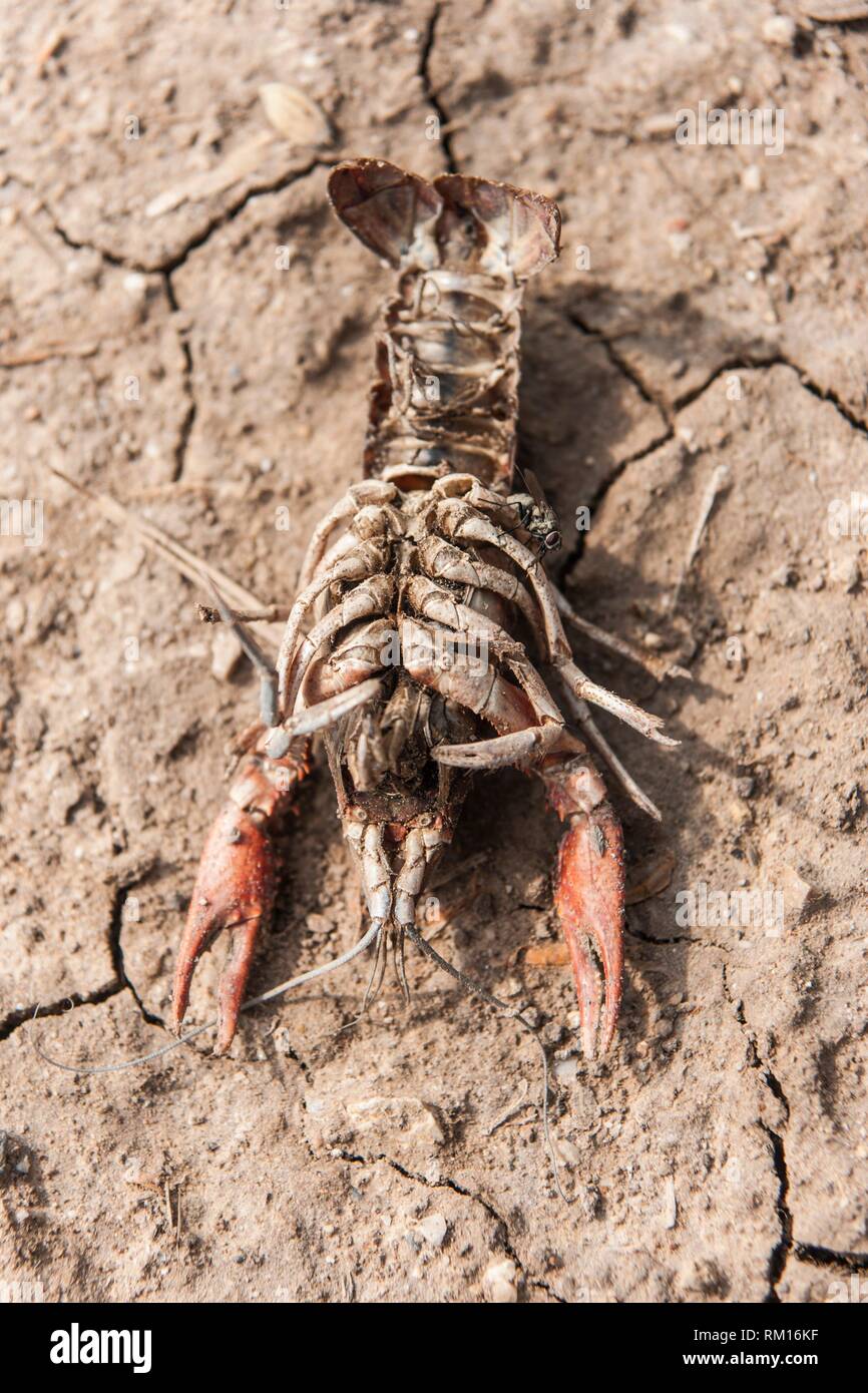 Dead crayfish hi-res stock photography and images - Alamy