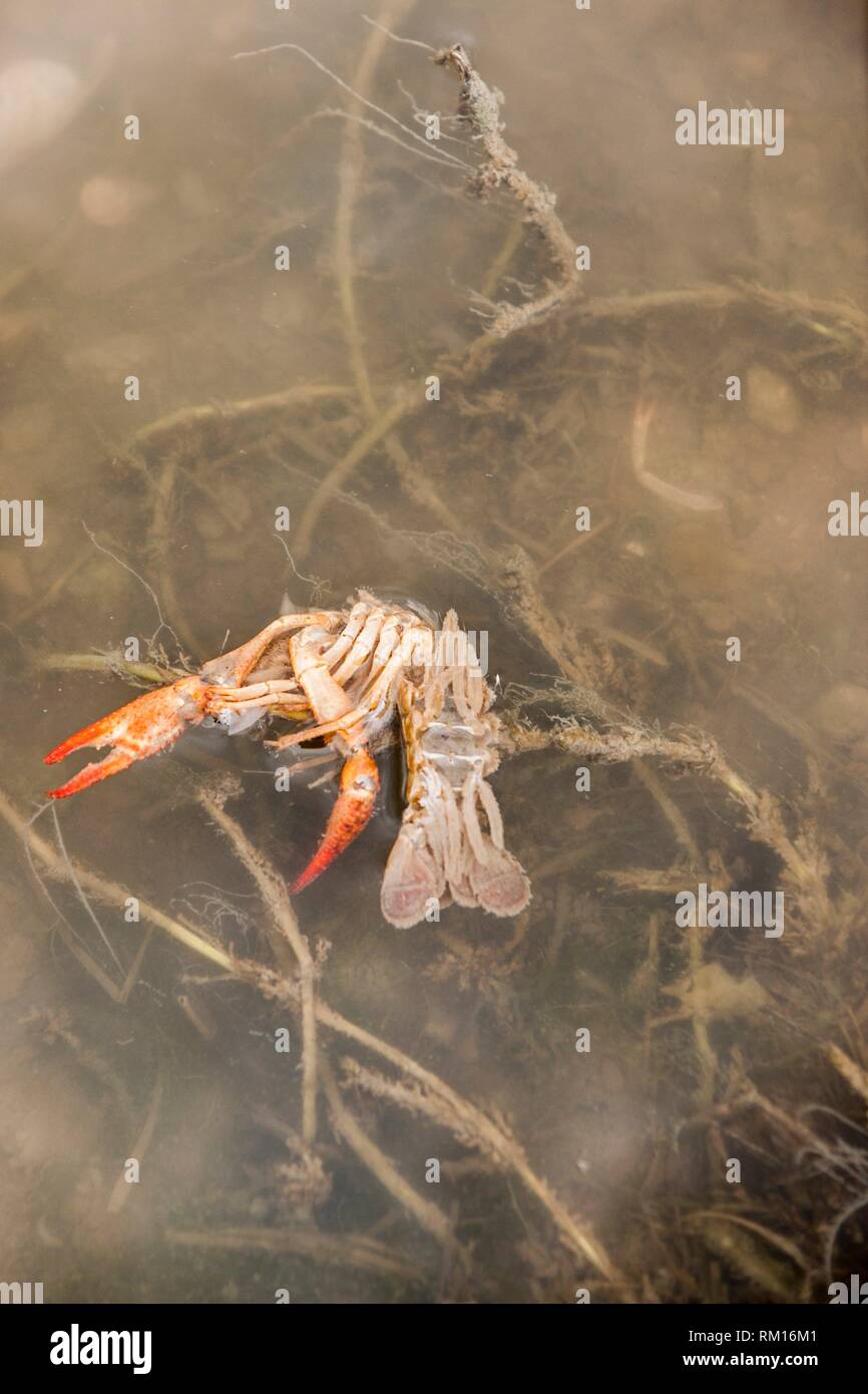 Dead crayfish hi-res stock photography and images - Alamy