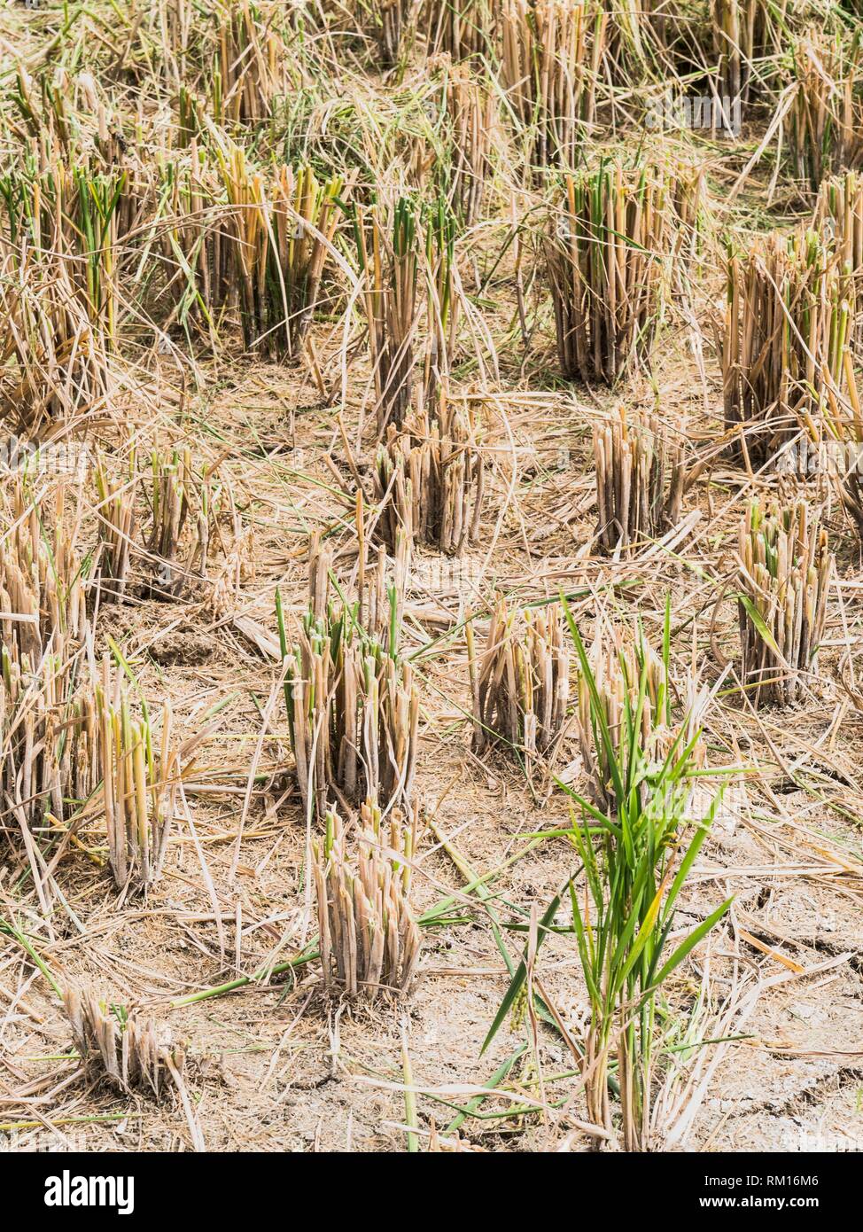 Full rice spikes hi-res stock photography and images - Alamy