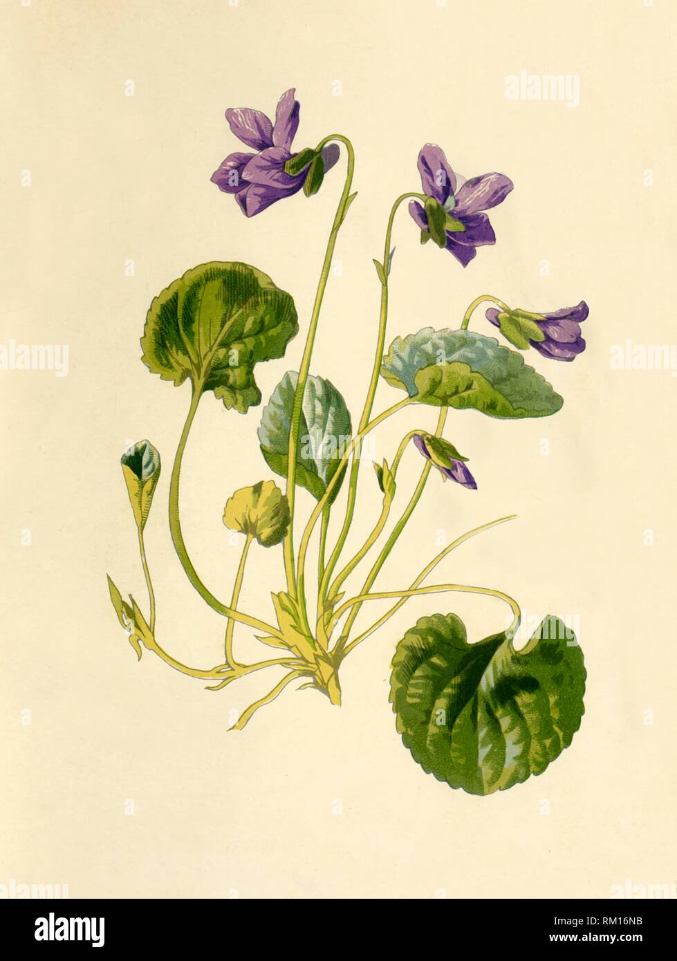 Violets Botanical Drawing