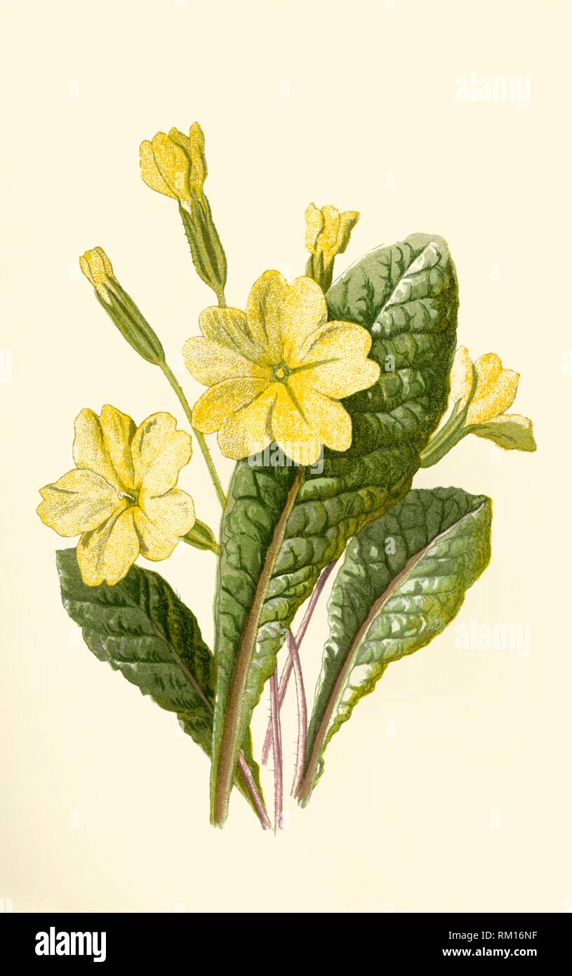 Primrose illustration 19th century hi-res stock photography and images ...