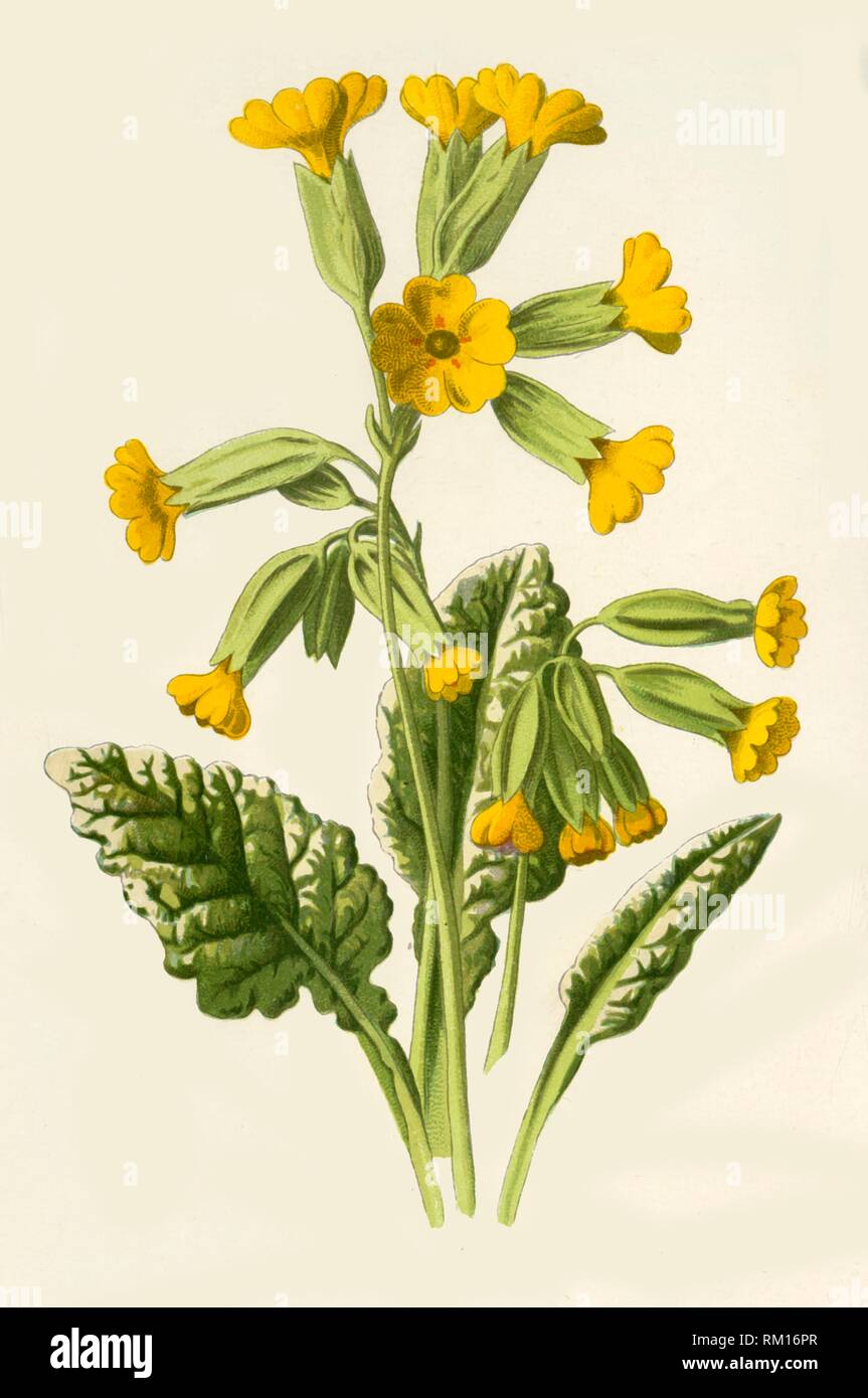 Yellow cowslip lithograph hi-res stock photography and images - Alamy