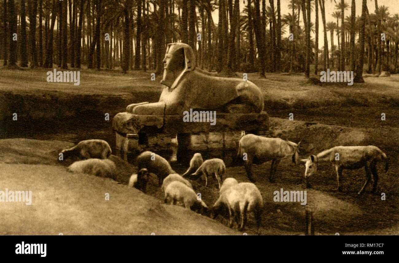 1930s herd of sheep hi-res stock photography and images - Alamy