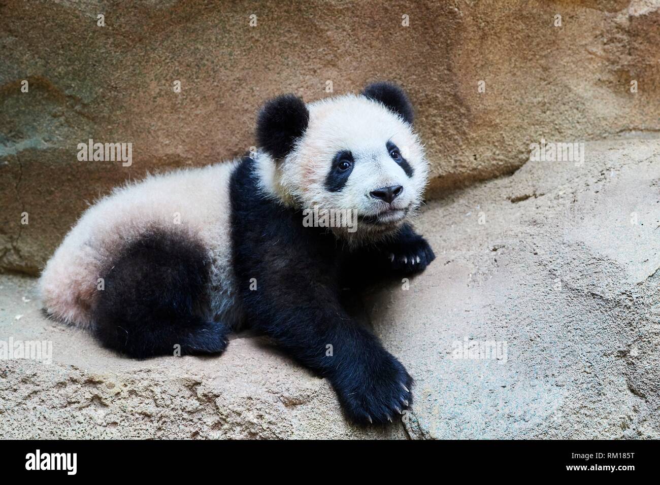 Giant panda baby cub cute hi-res stock photography and images - Alamy