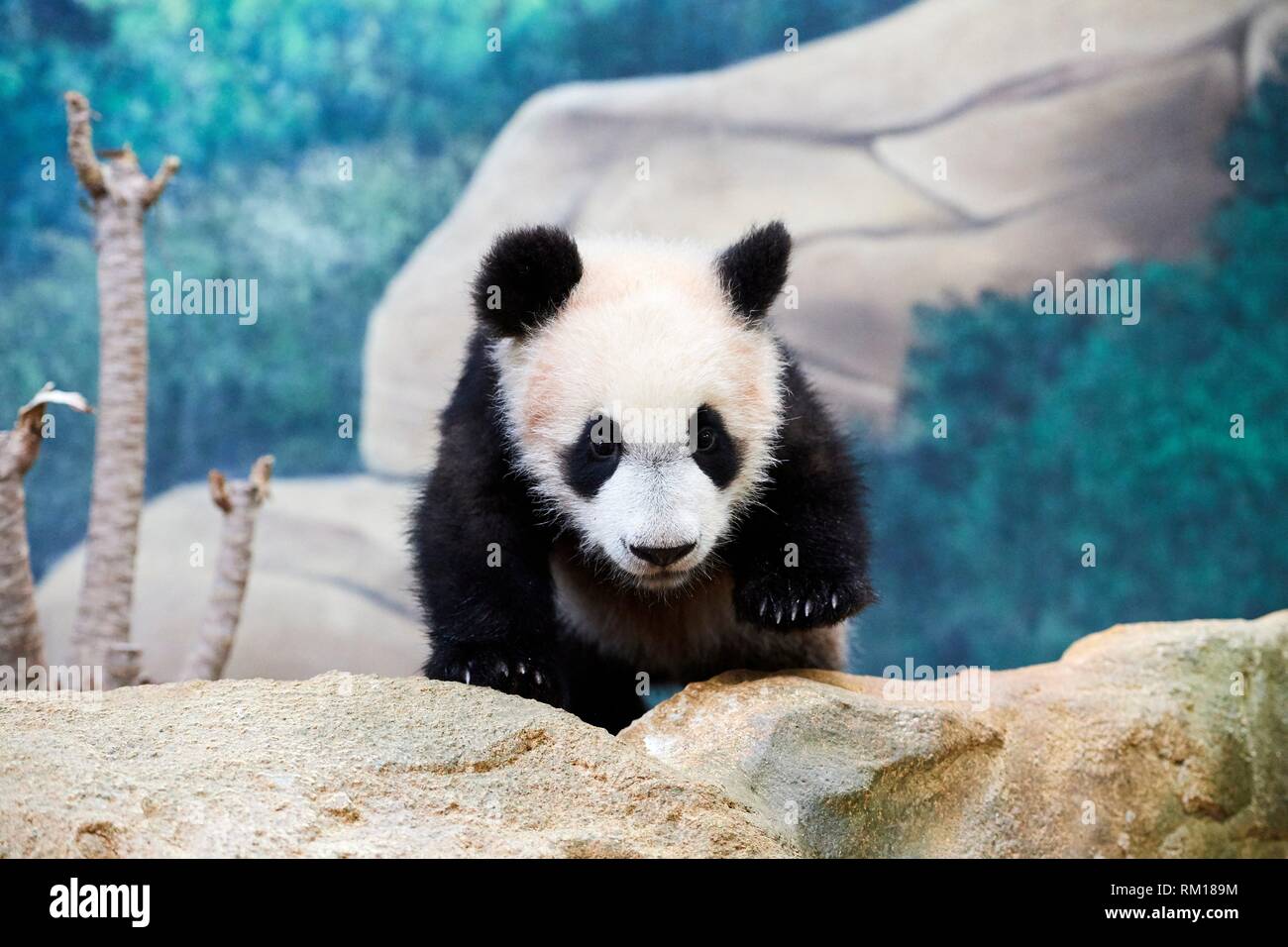 Born cute hi-res stock photography and images - Alamy