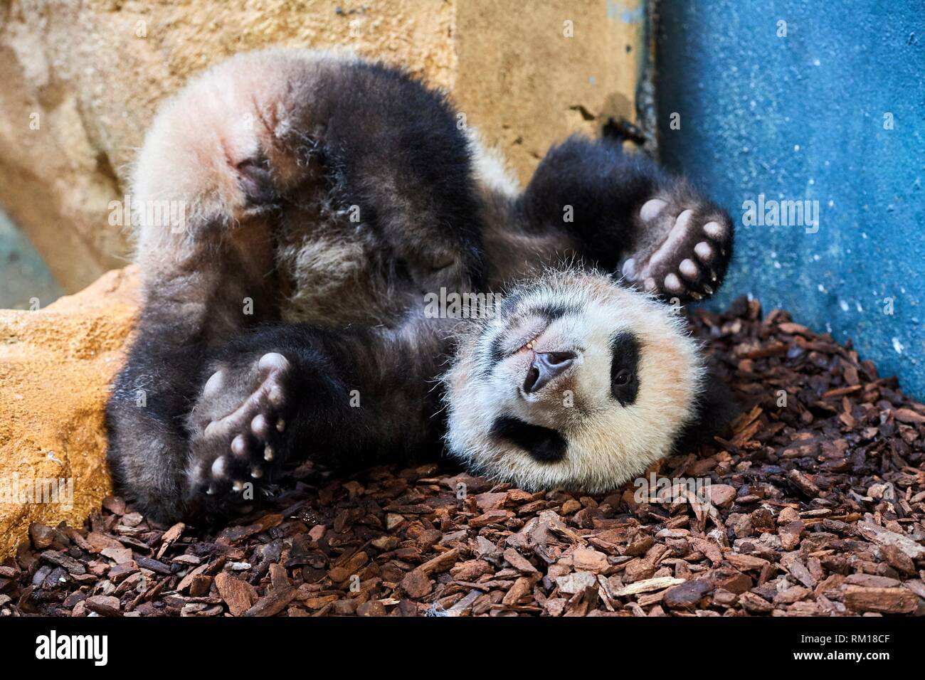 Upside Down Bear High Resolution Stock Photography and Images - Alamy