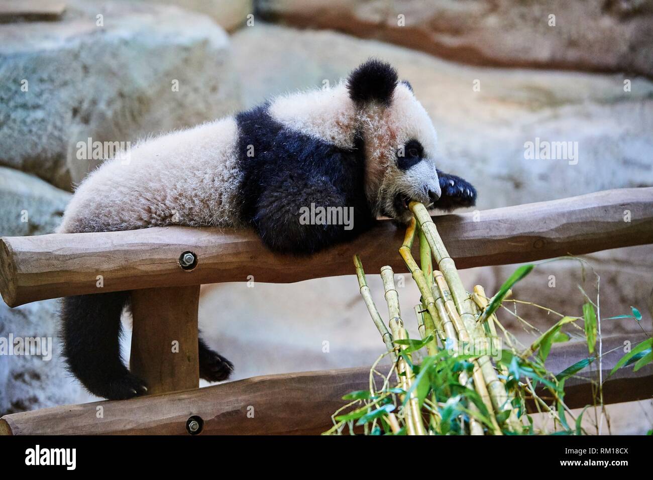 Panda cub milk hi-res stock photography and images - Alamy