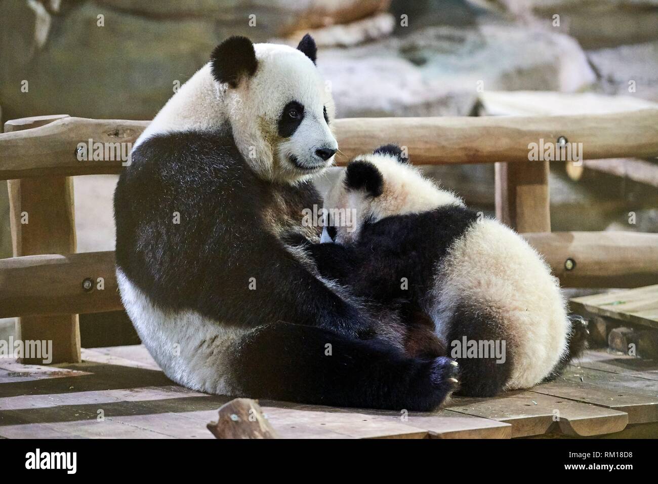 Panda Mother And Baby High Resolution Stock Photography and Images - Alamy