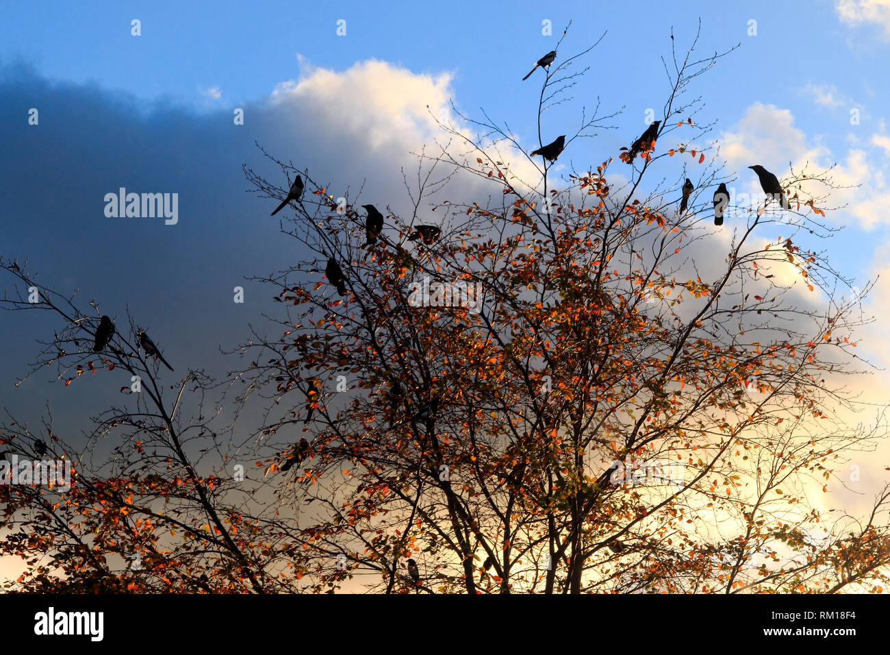 Flock of birds sitting in a tree, Manchester, UK Stock Photo - Alamy