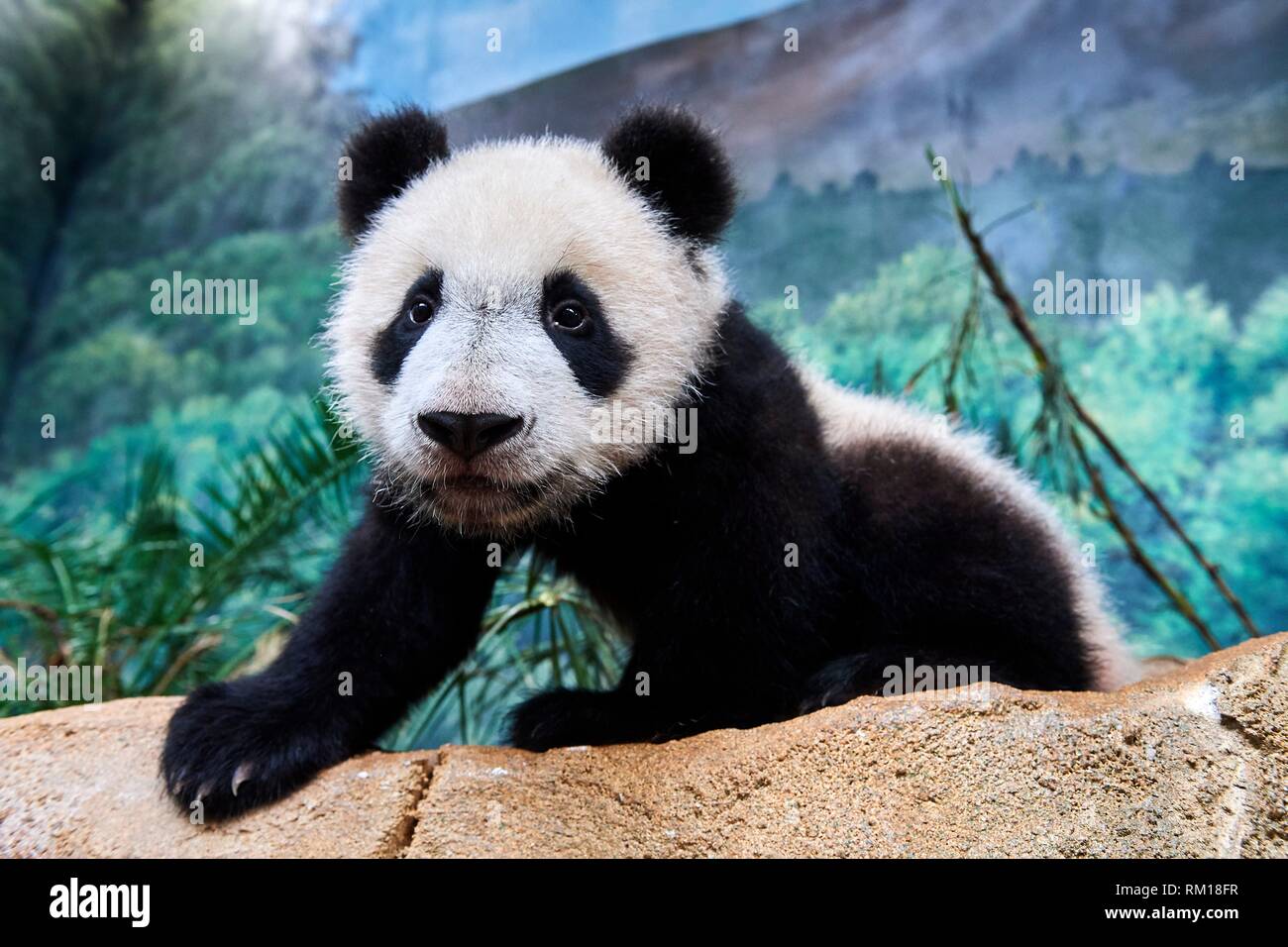 10 Months Old Baby High Resolution Stock Photography and Images - Alamy