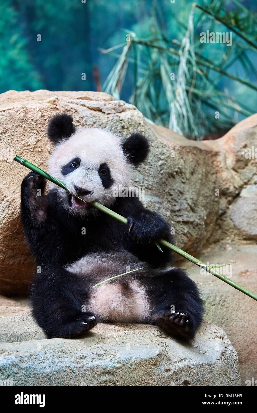 Giant panda eating bamboo cub hi-res stock photography and images - Alamy