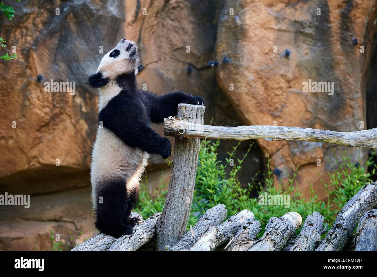 Panda bear cub hi-res stock photography and images - Alamy