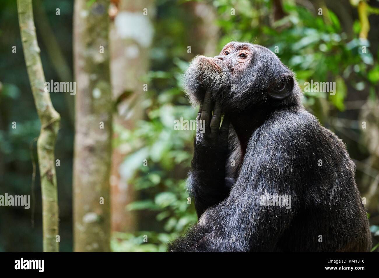 Animal scratching hi-res stock photography and images - Alamy