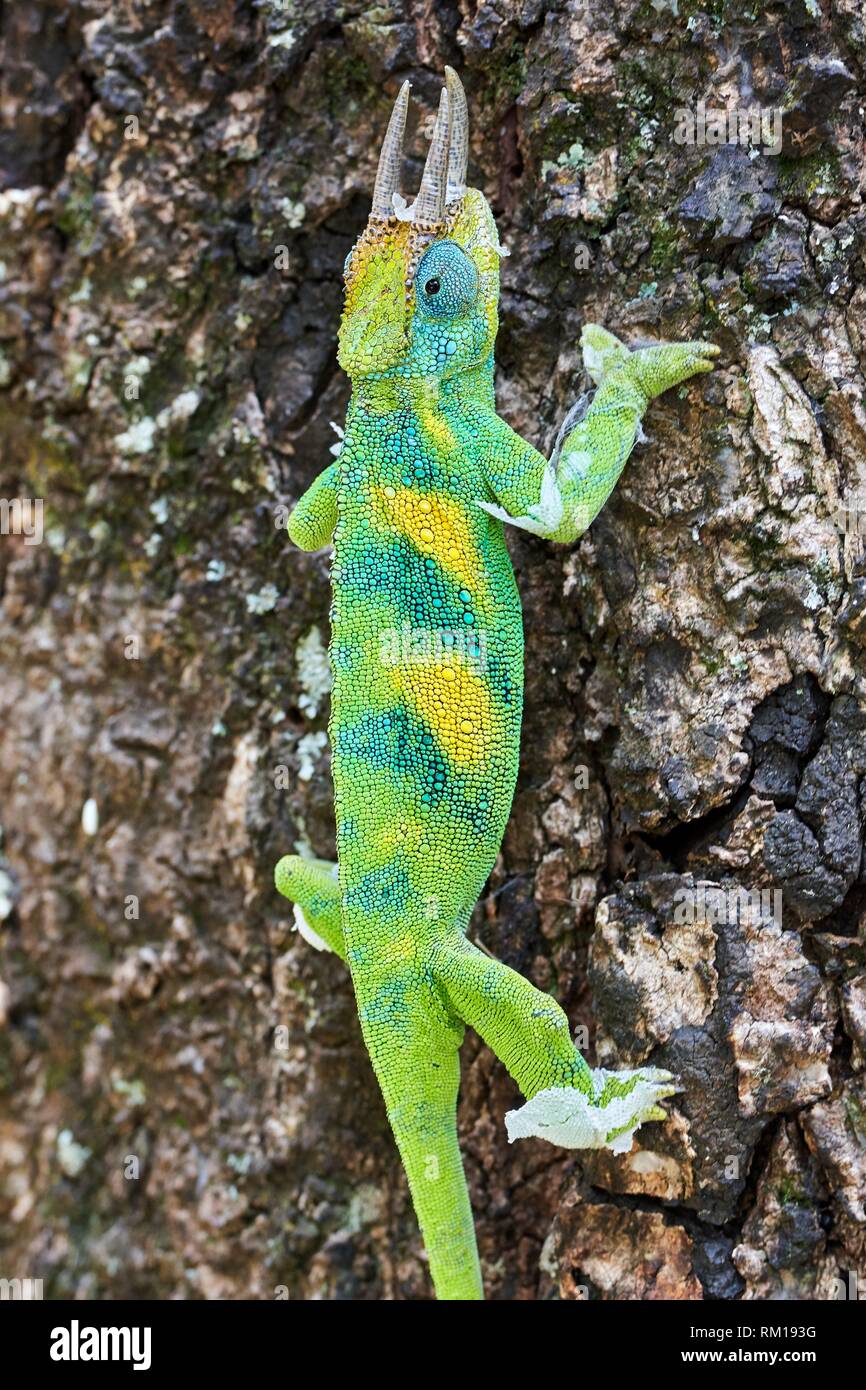 Horned Tree Lizard Stock Photos & Horned Tree Lizard Stock Images - Alamy