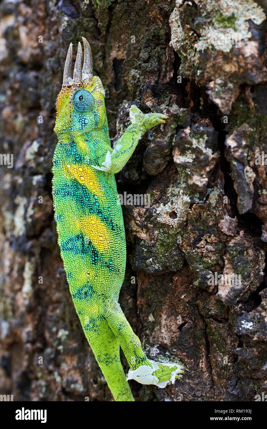 Jackson's three horned chameleon hi-res stock photography and images ...