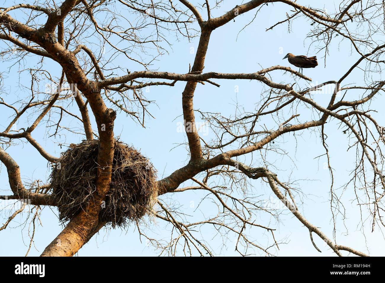 Hamerkop on nest hi-res stock photography and images - Alamy