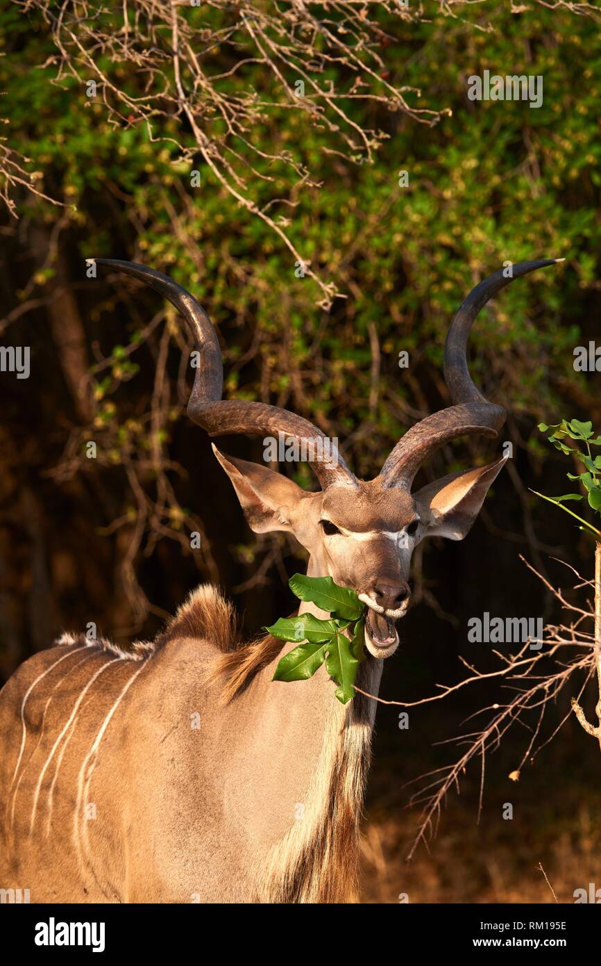 Kudu Diet