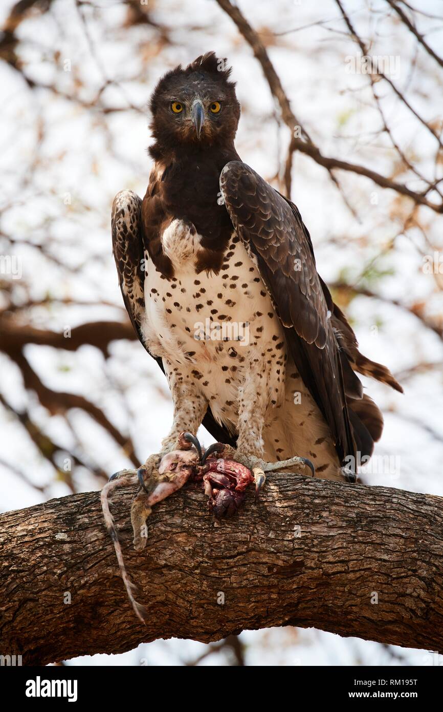 Monkey Eating Eagle High Resolution Stock Photography and Images - Alamy