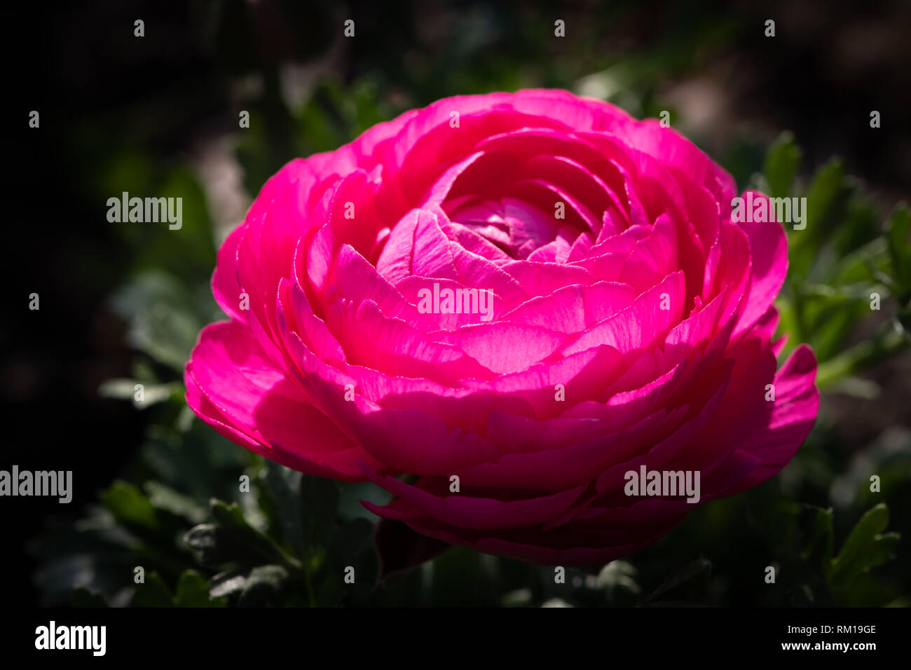Blossom of a red ranunculus flower in the garden, direct sunlight Stock ...