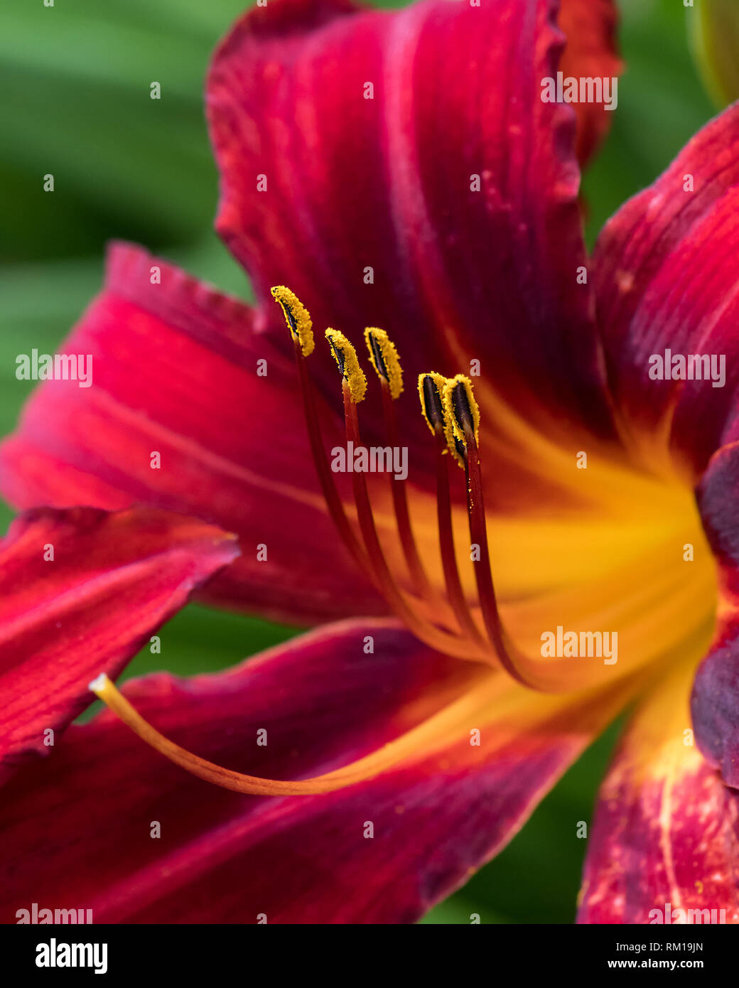 Lilium bright colours hi-res stock photography and images - Alamy