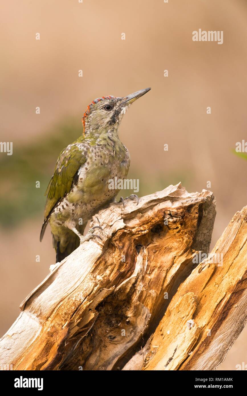 European Green Woodpecker Stock Photos & European Green Woodpecker ...