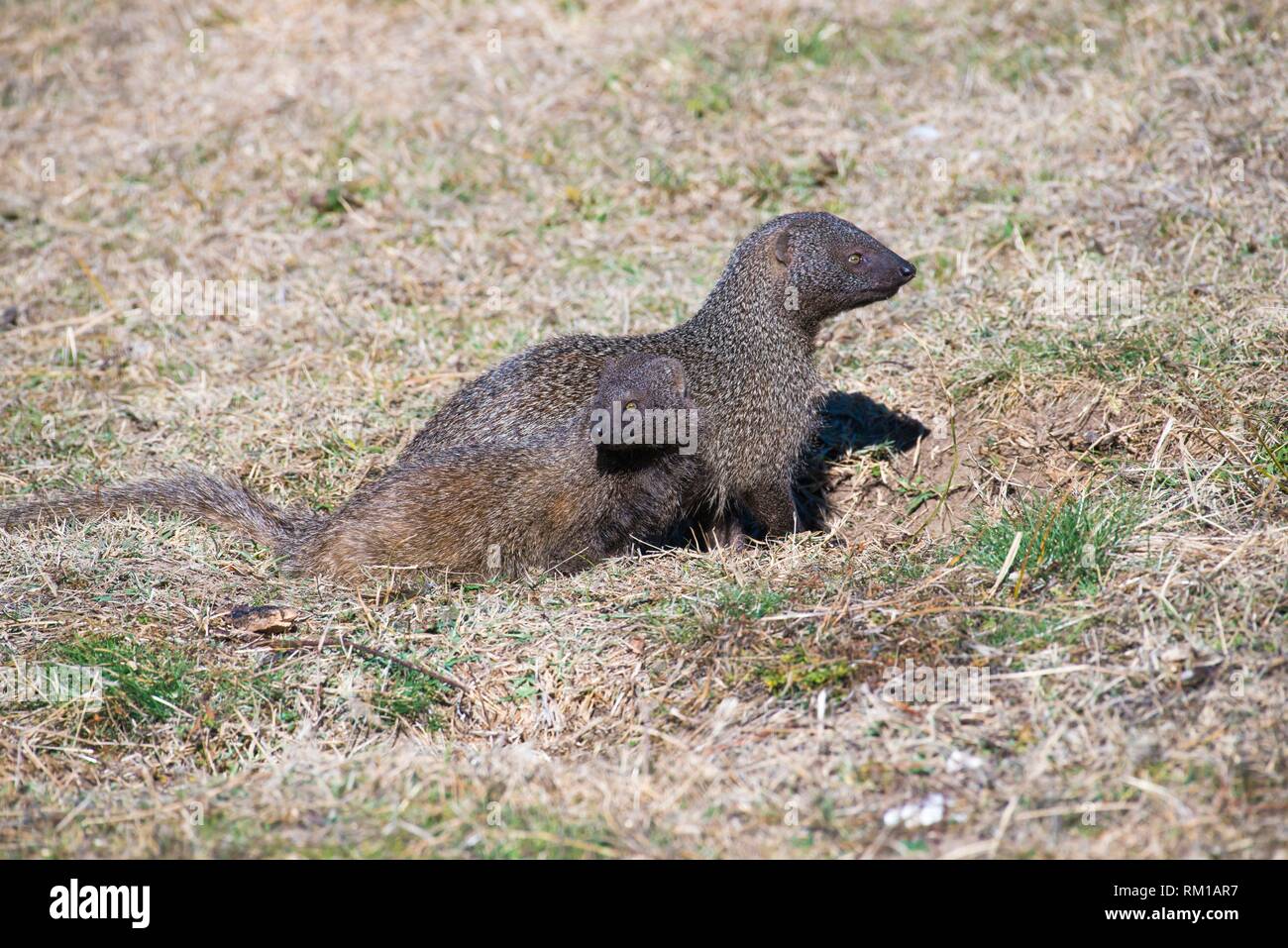 Egyptian Mongoose Herpestes Ichneumon High Resolution Stock Photography ...