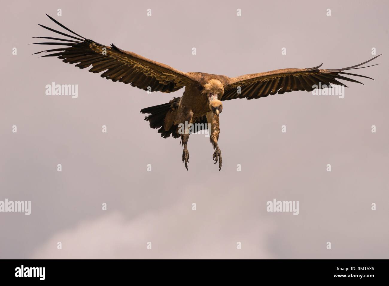 Black vulture wing spread hi-res stock photography and images - Alamy
