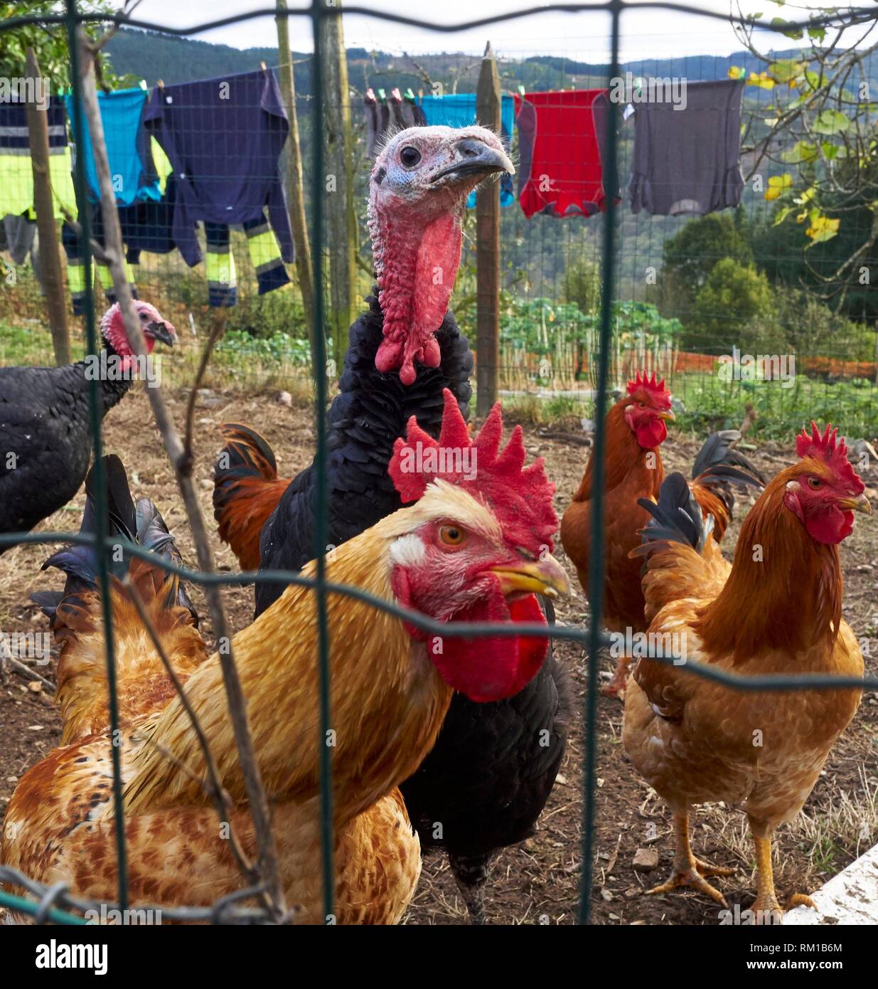 Corral Hen High Resolution Stock Photography and Images - Alamy
