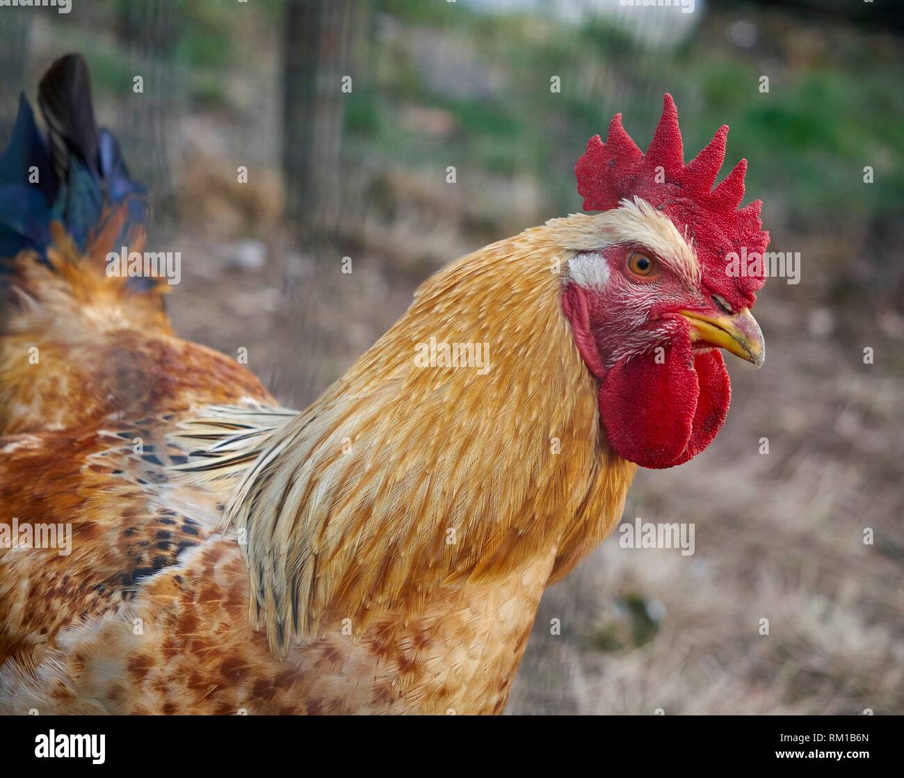Animal corral hi-res stock photography and images - Alamy