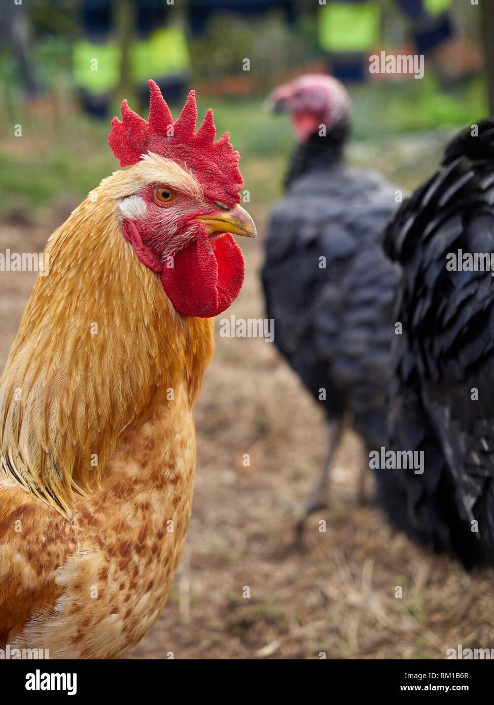 Animal corral hi-res stock photography and images - Alamy