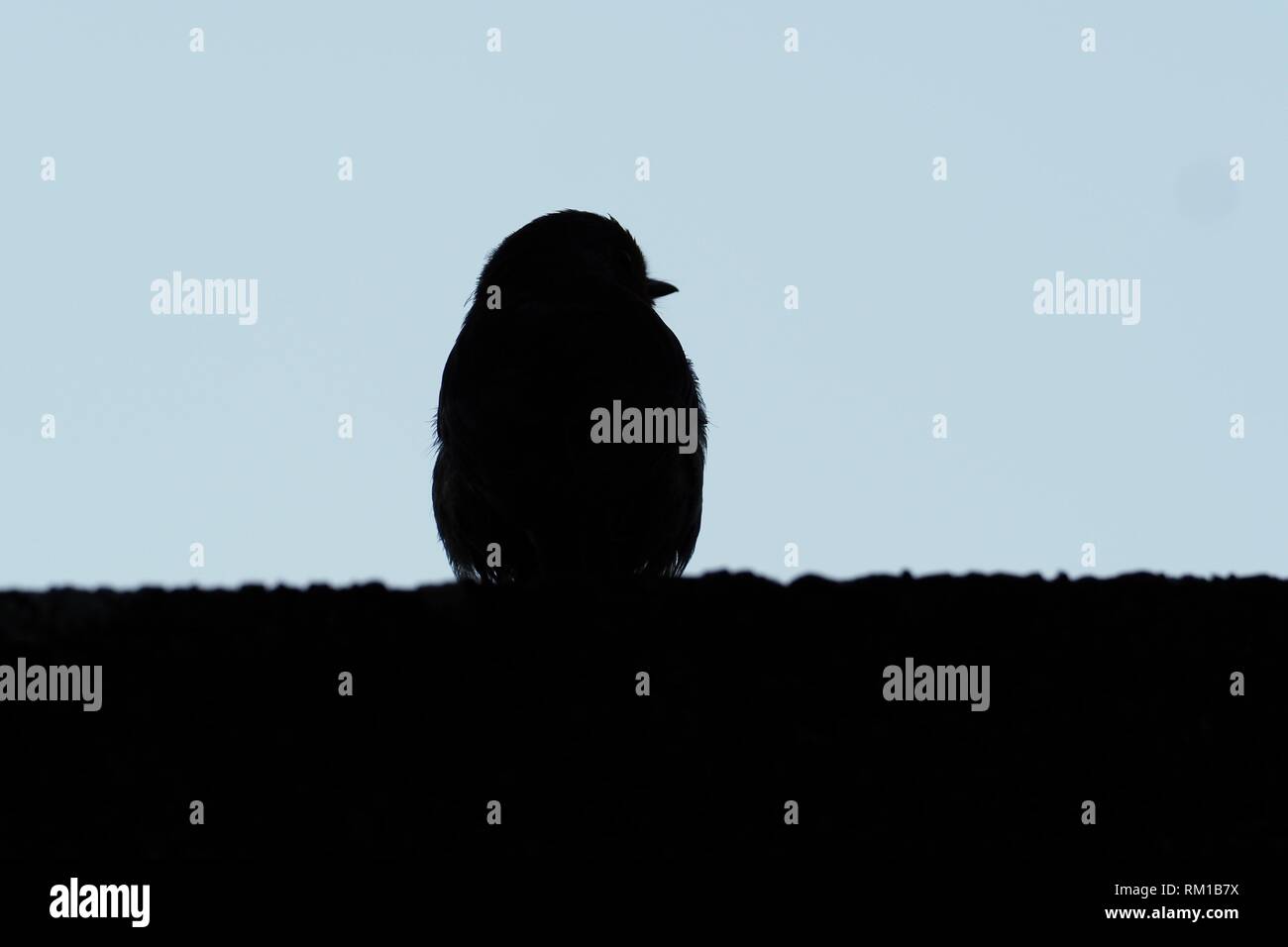Sparrow silhouette hi-res stock photography and images - Alamy