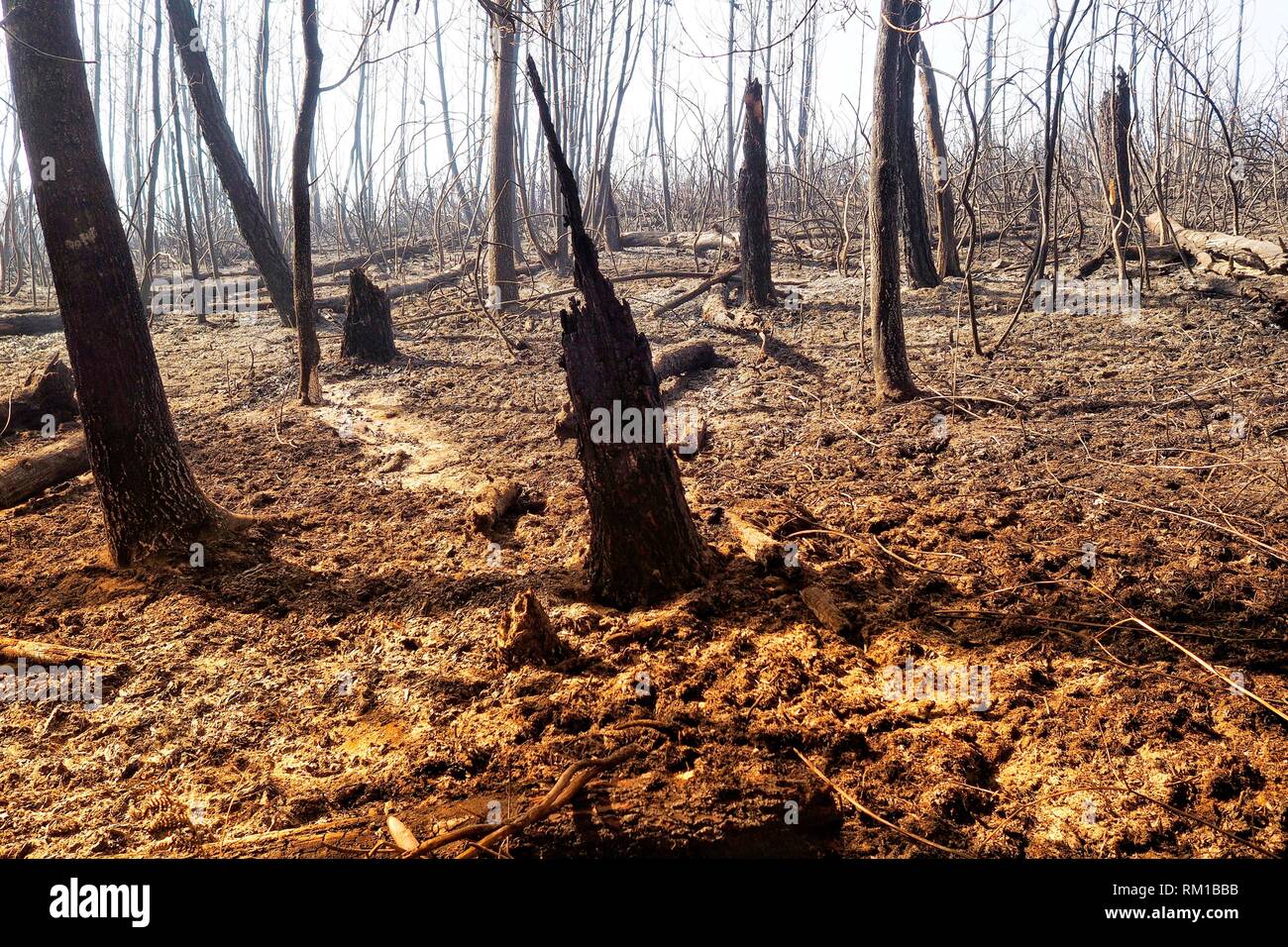 Scorched forest hi-res stock photography and images - Alamy