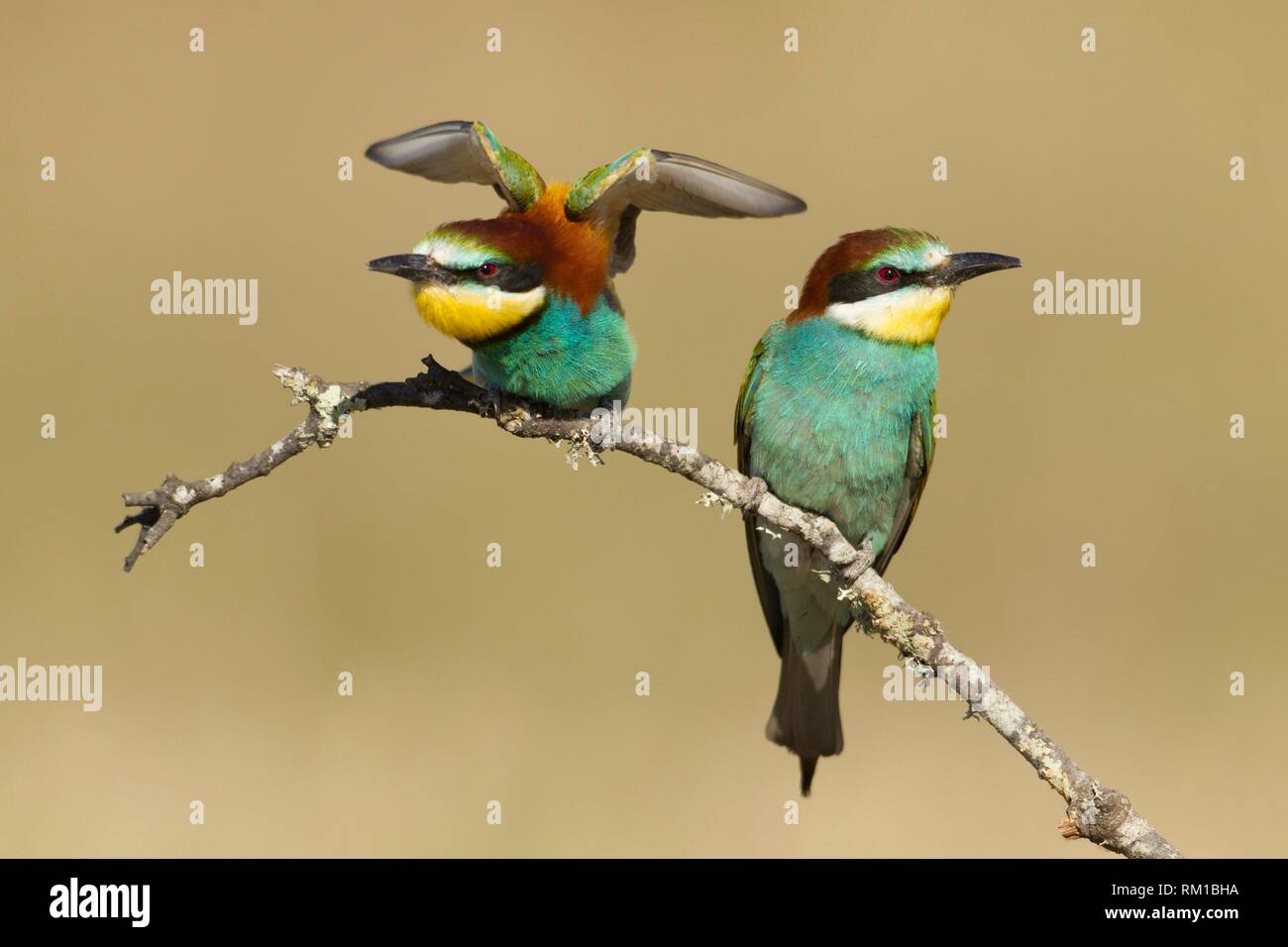 Twin bee eaters hi-res stock photography and images - Alamy