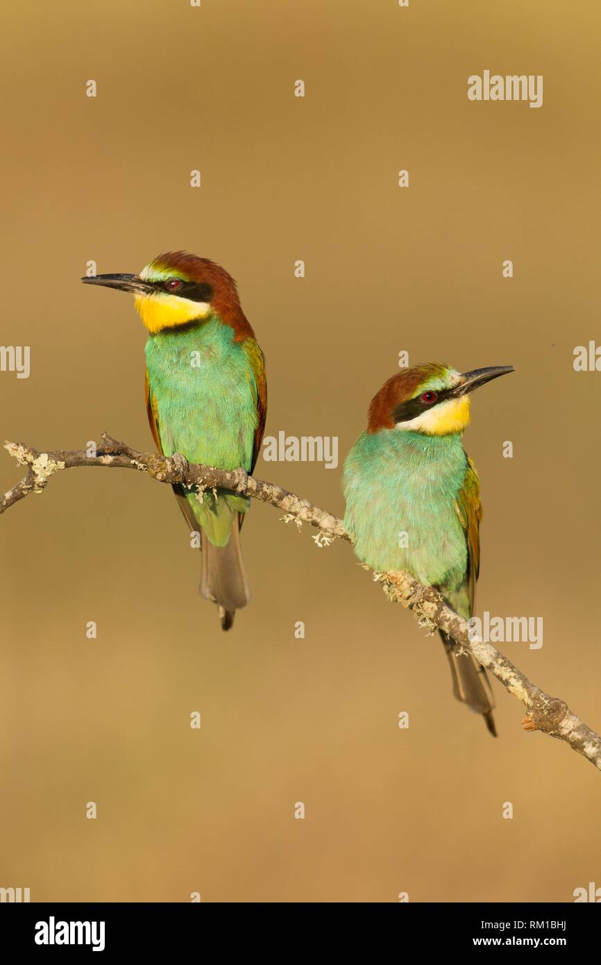 Bee eaters spain hi-res stock photography and images - Alamy