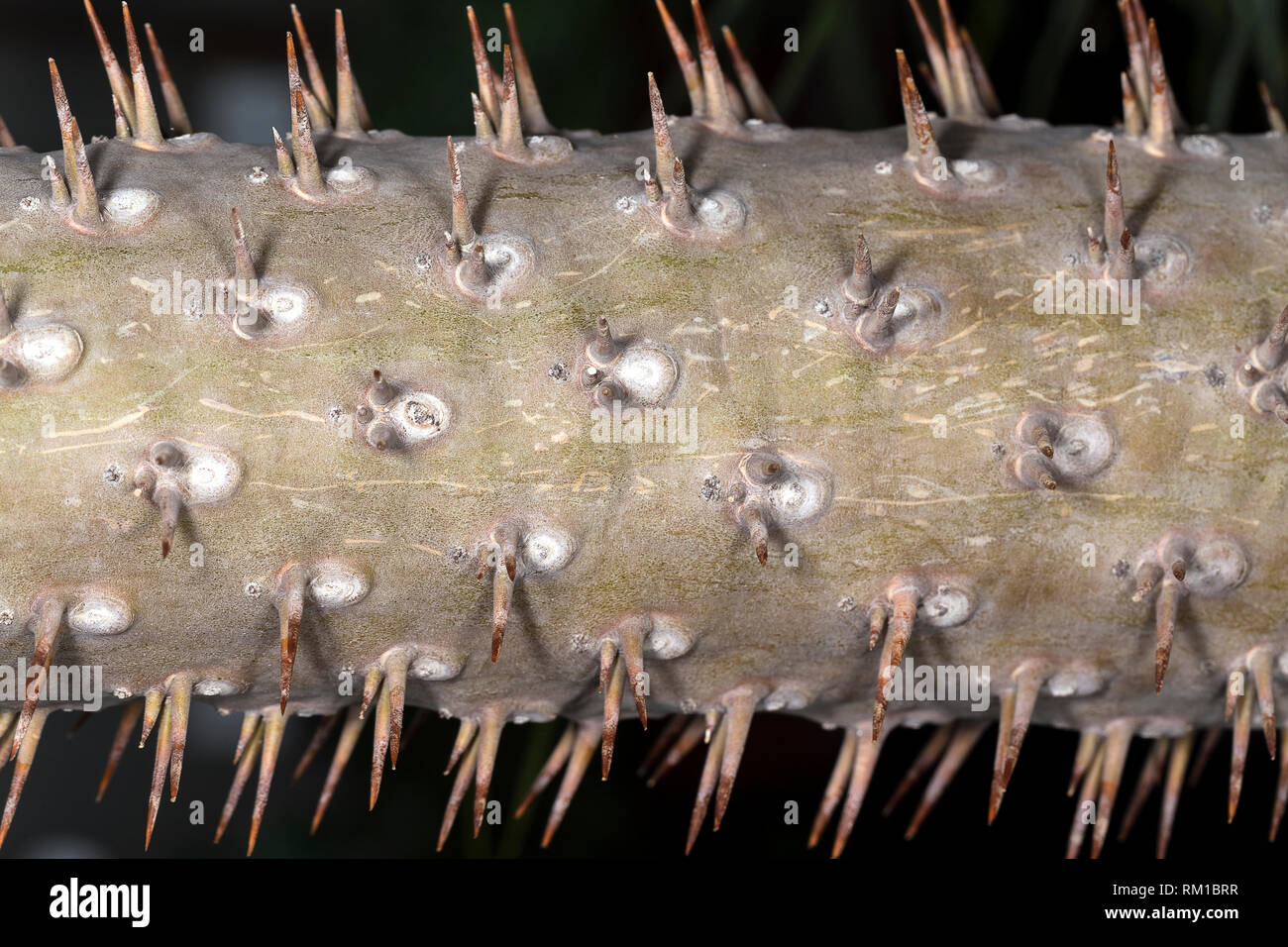 spiked tree trunk, background image with space for text Stock Photo - Alamy
