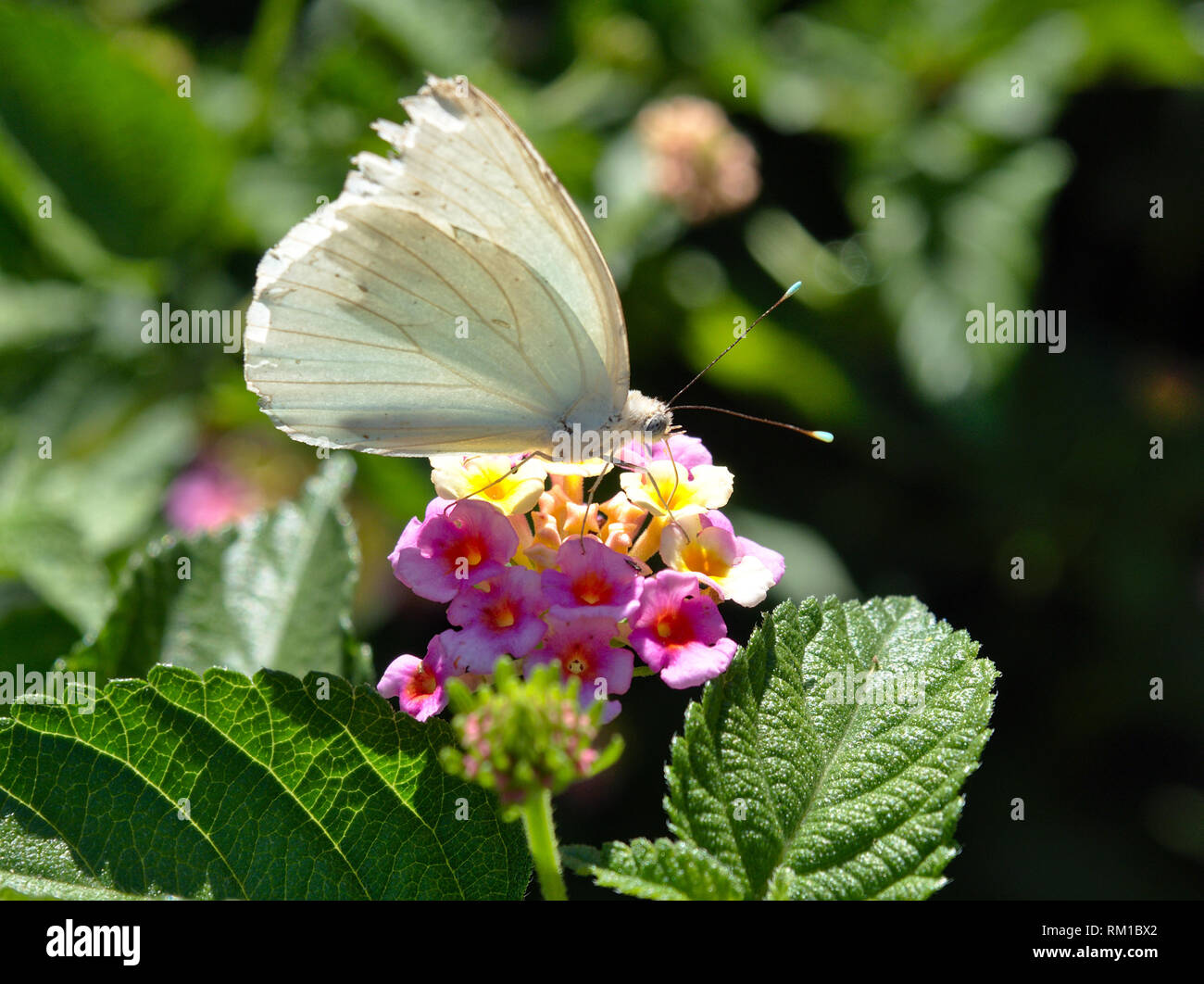Botanical garden butterfly hi-res stock photography and images - Alamy