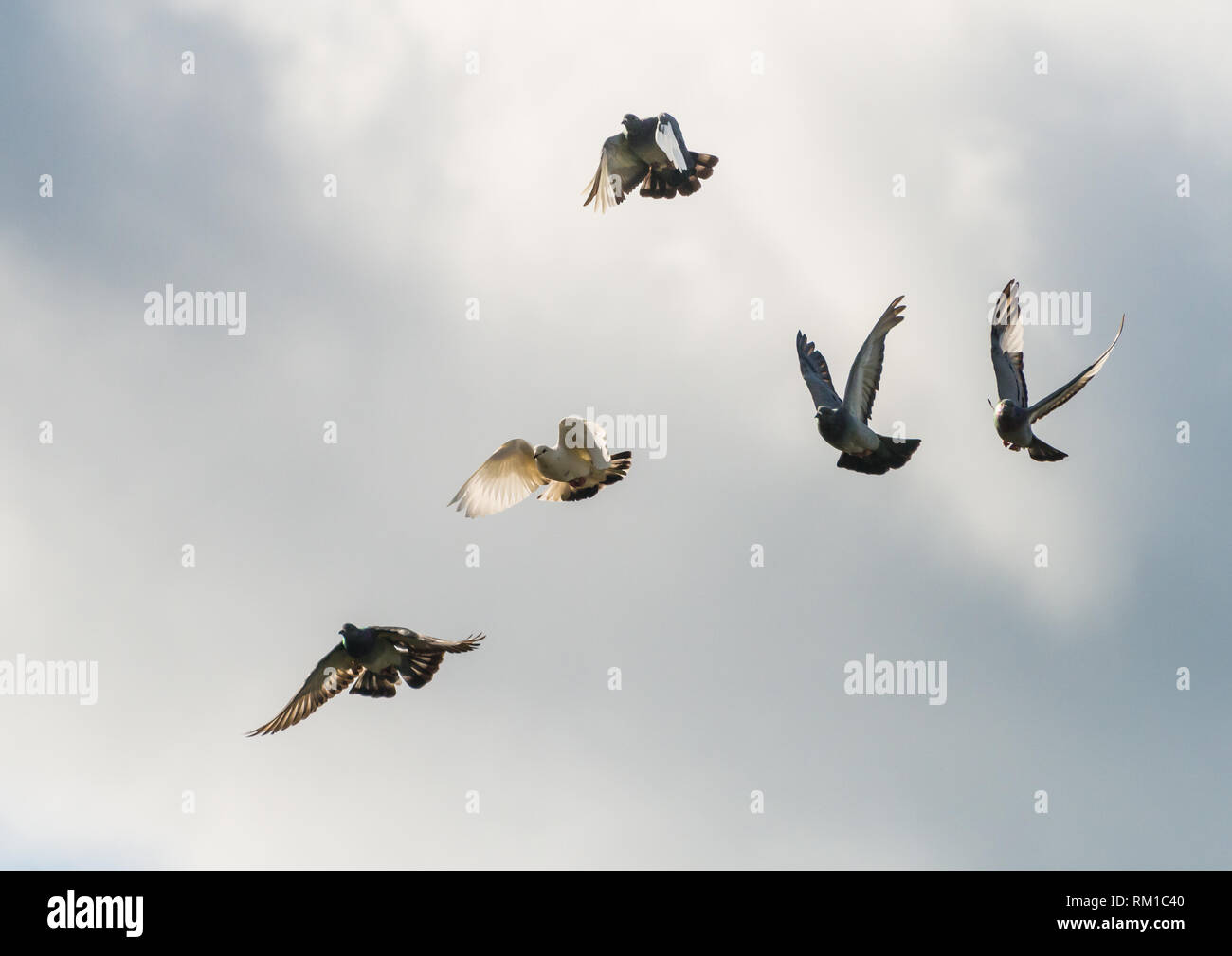 Feral pigeon flock flight hi-res stock photography and images - Alamy